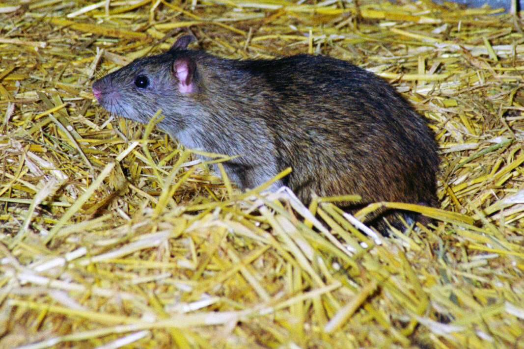 Årelang rottekrig fortsætter uden stor succes | NetAvisen